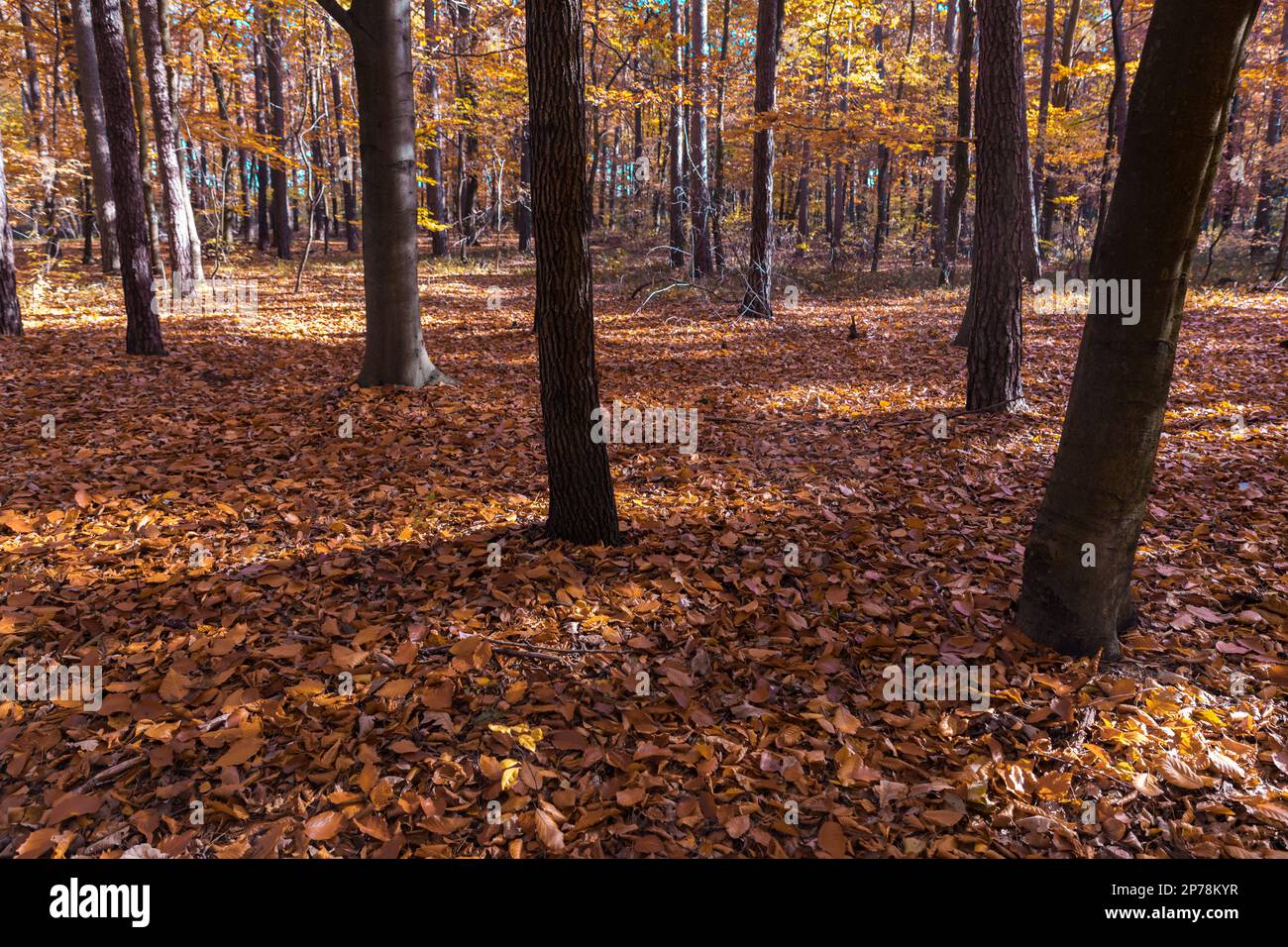 Autumn in the forest, thick tree trunk and leaves on the ground Stock ...
