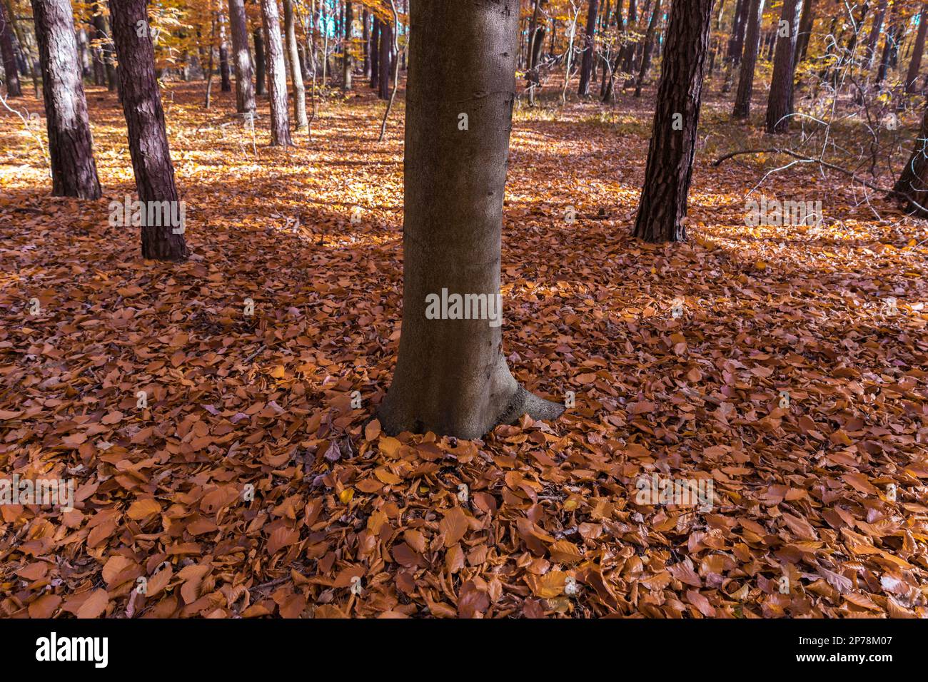 Autumn in the forest, thick tree trunk and leaves on the ground Stock ...