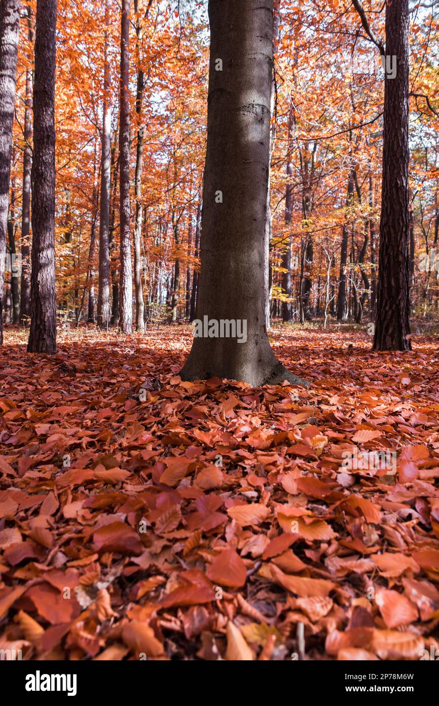 Autumn in the forest, thick tree trunk and leaves on the ground Stock ...