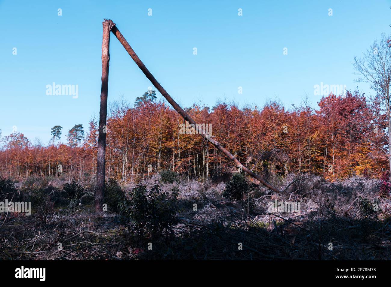 A single pine tree in a forest clearing broken in half, the aftermath ...