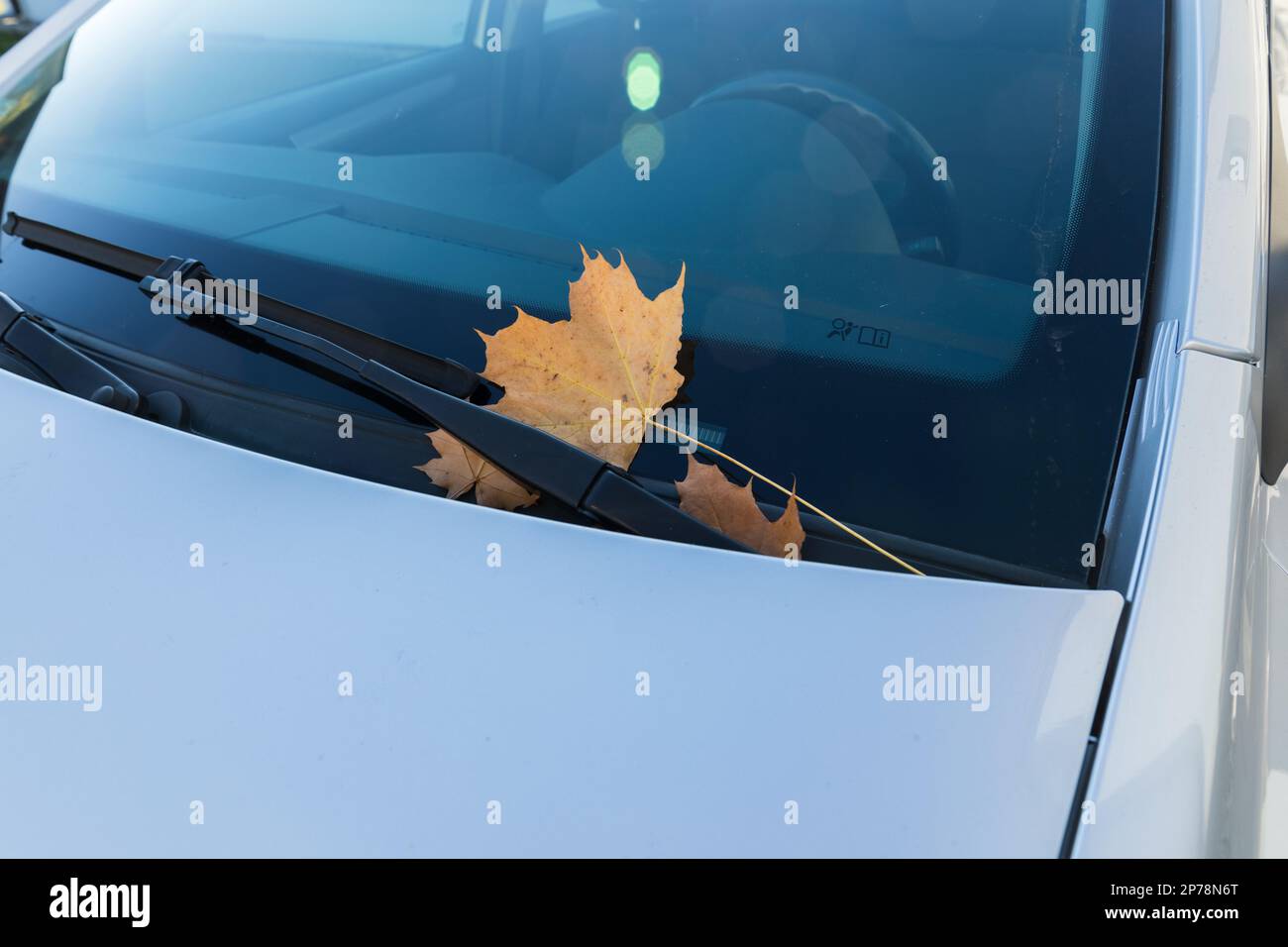 Dry yellow maple leaf on a transparent window of the car Stock Photo ...