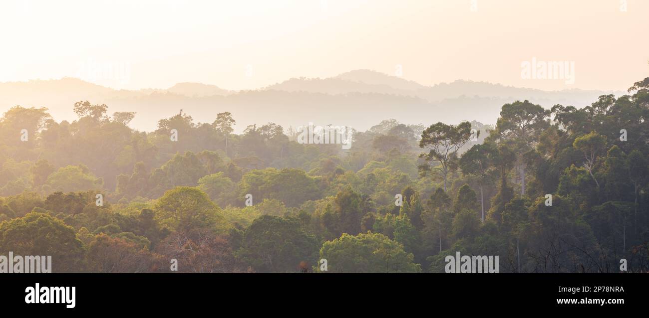 Tropical Rainforest Sunset Background