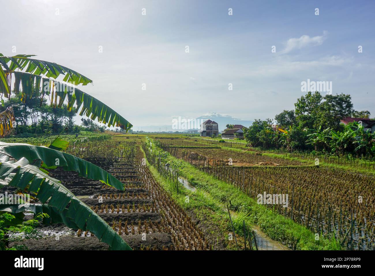 Photo of a view of rice fields side by side with vegetable gardens and ...