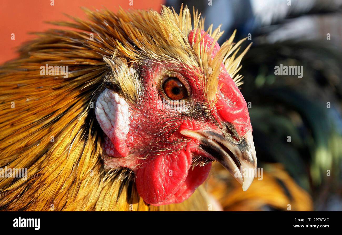 In this photo taken Feb. 25, 2011, Peg Legs the rooster at his owners ...