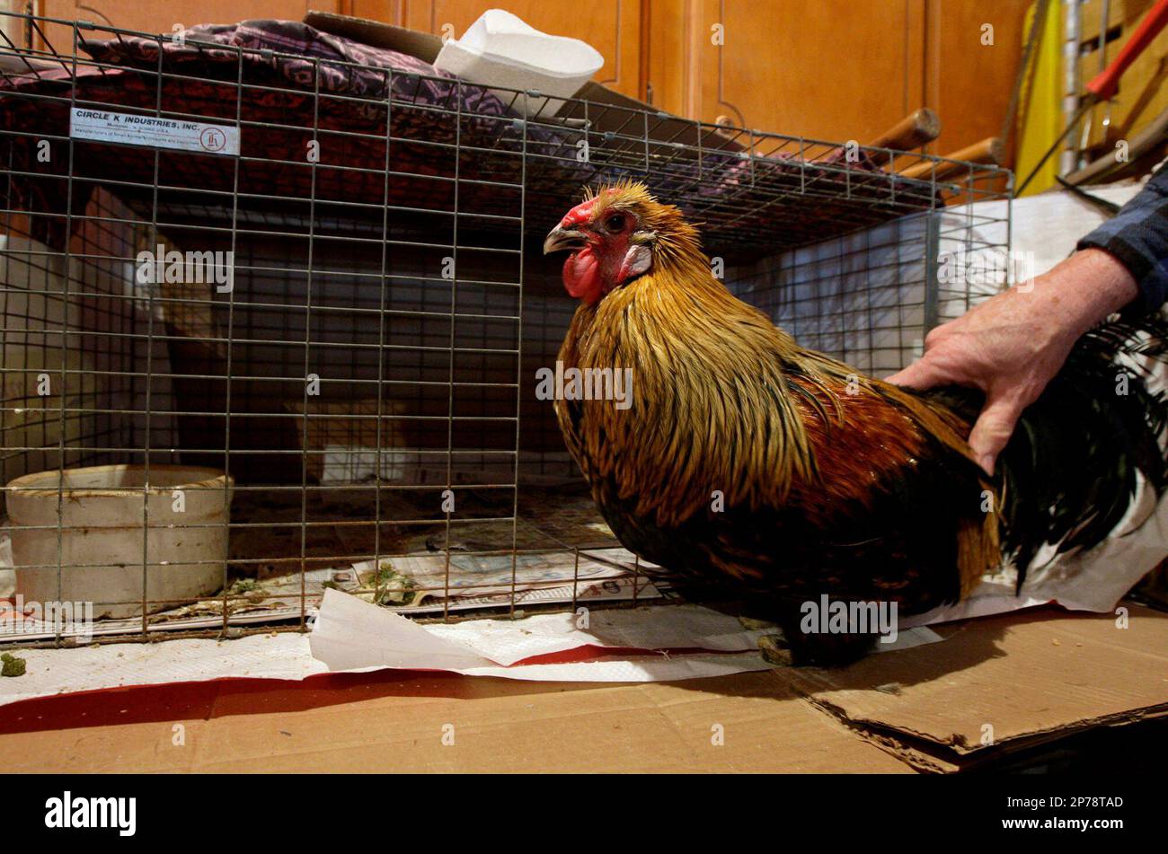 In this photo taken Feb. 25, 2011, Peg Legs, a legless rooster, is seen ...