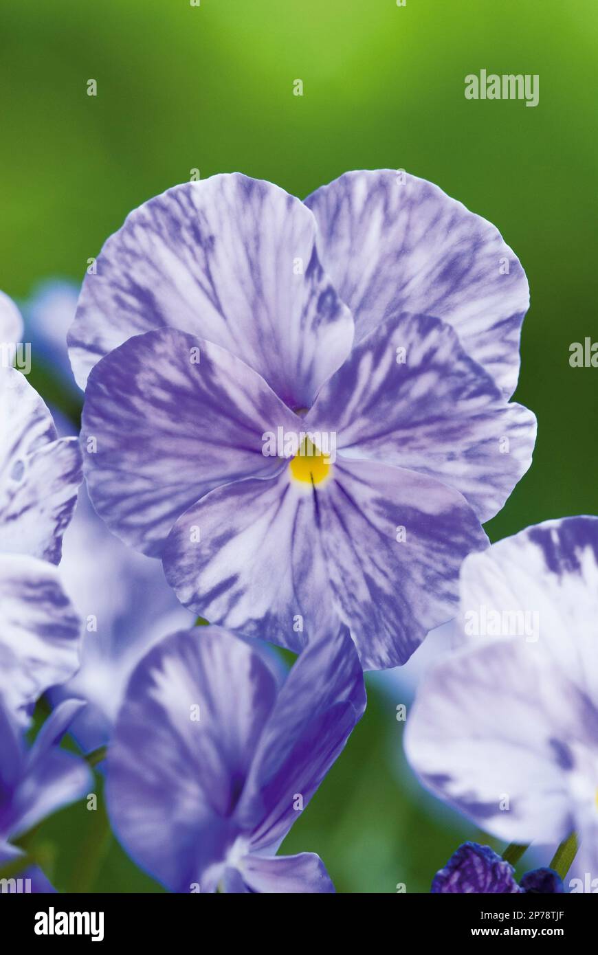 Viola 'Columbine' purple variegated flower Stock Photo - Alamy