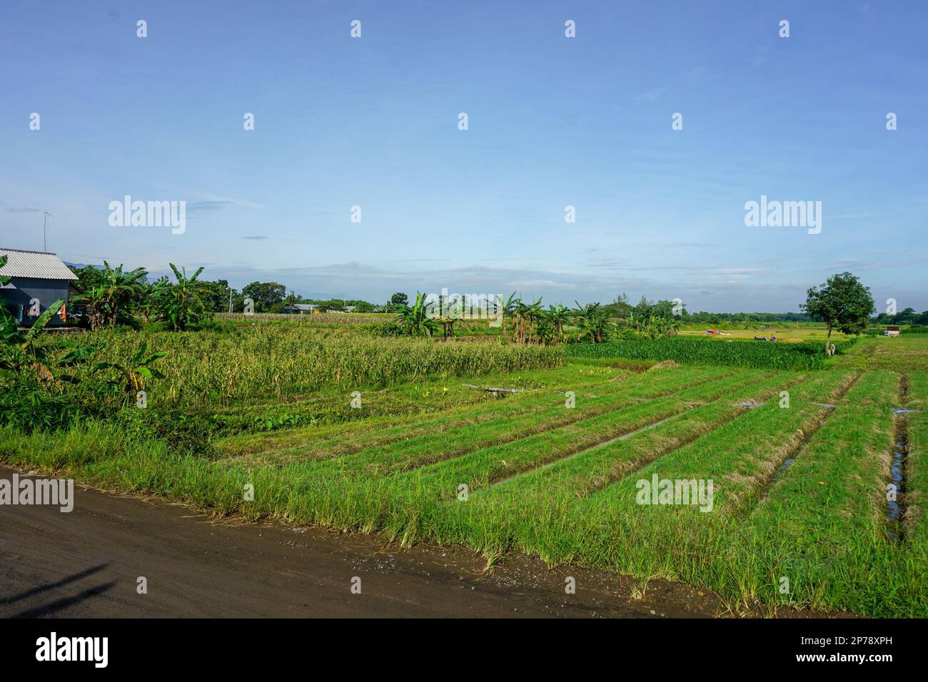 a view of the shallot groves side by side with the corn fields Stock ...