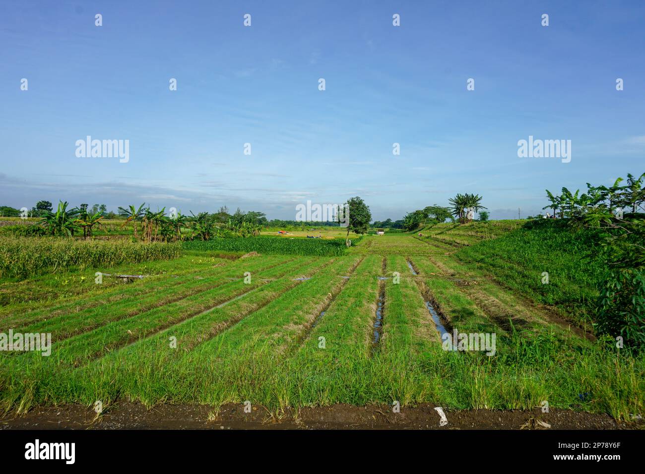 a view of the shallot groves side by side with the corn fields Stock ...