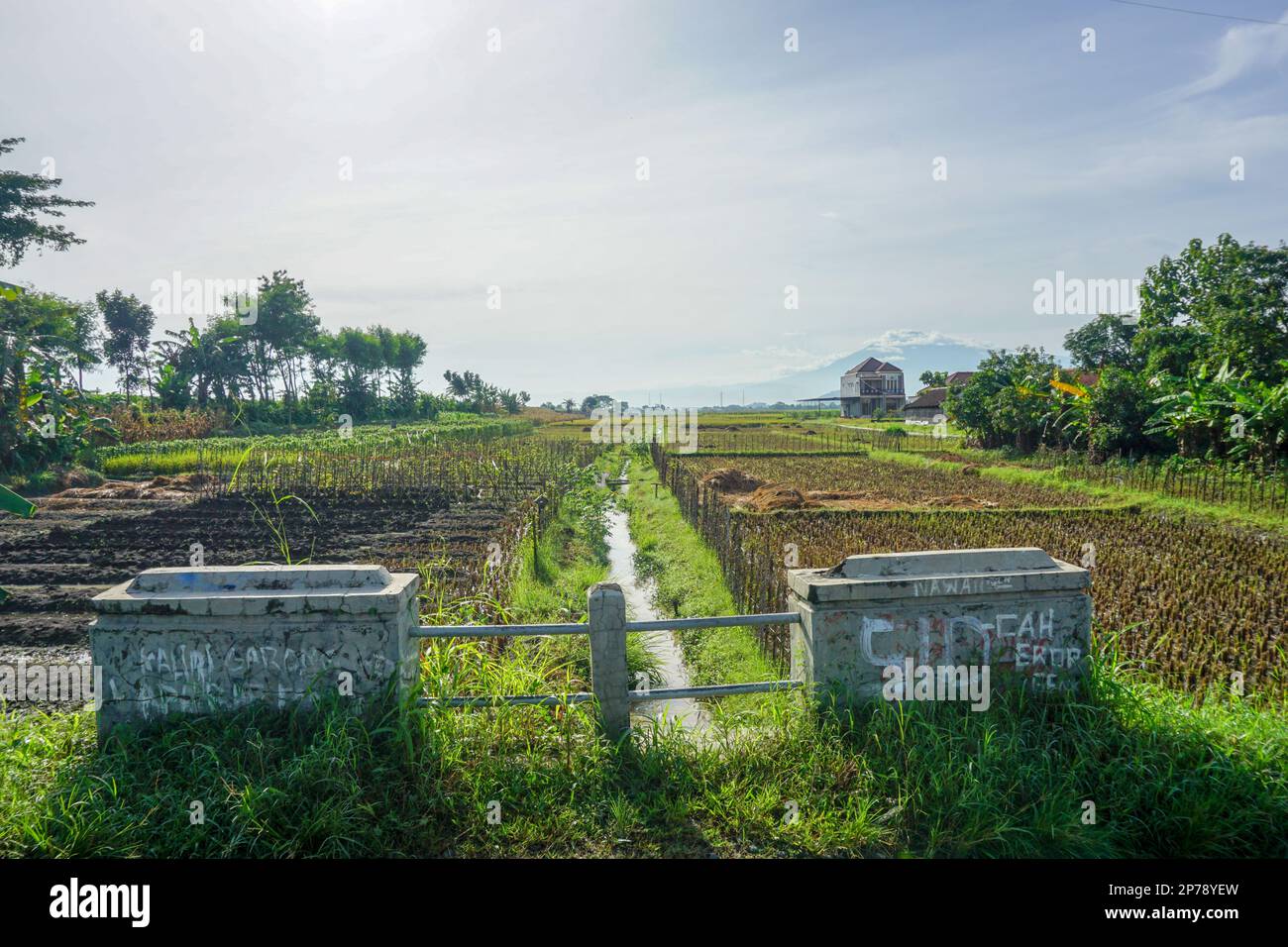 Photo of a view of rice fields side by side with vegetable gardens and ...