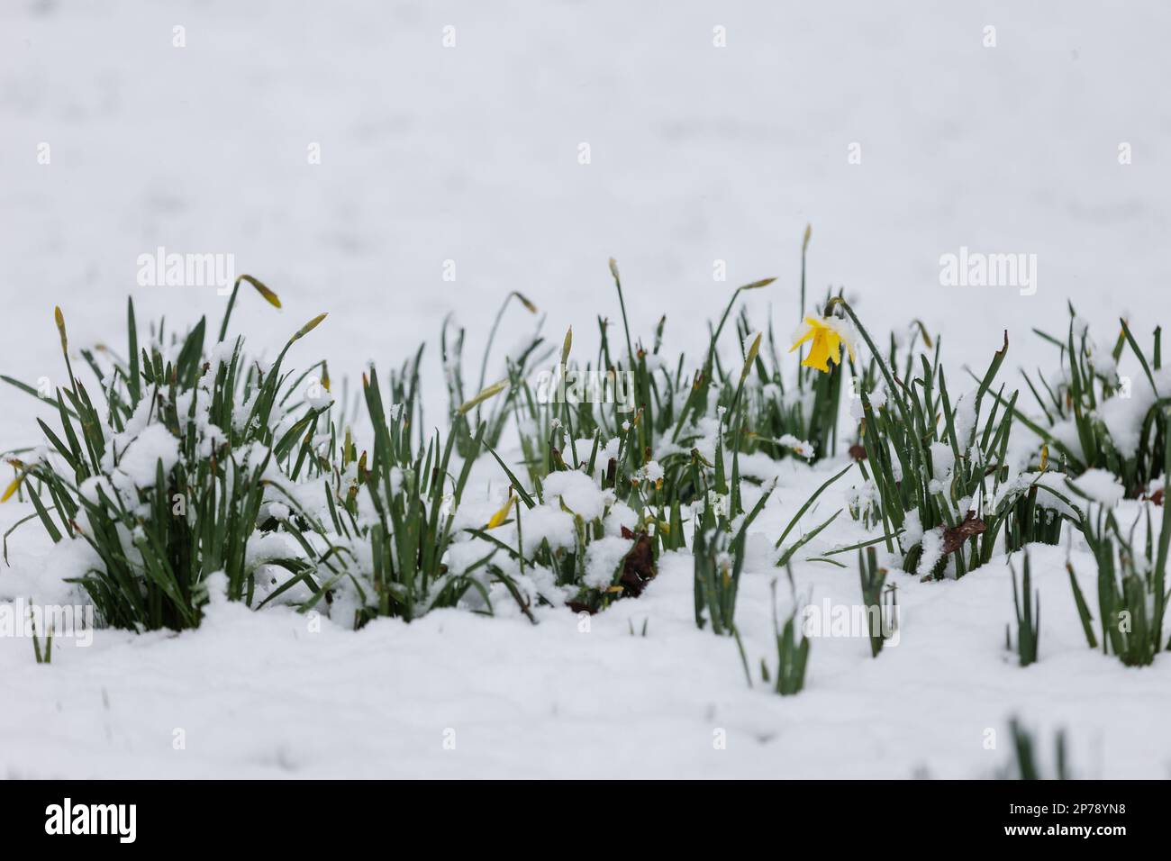 Oberhausen, Germany. 08 March, 2023. Winter weather strikes parts of ...