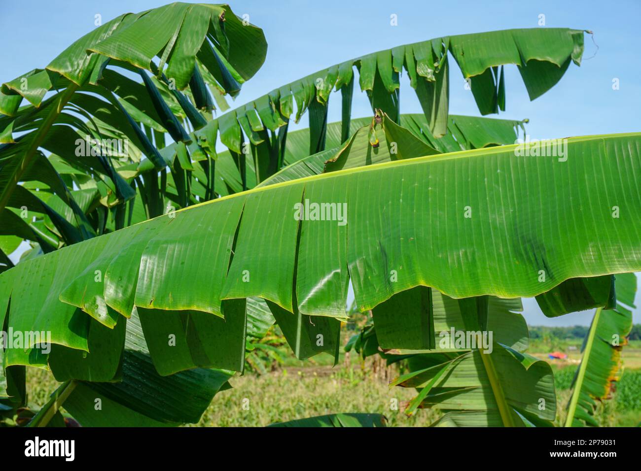 Banana tree growing outdoors hi-res stock photography and images - Alamy