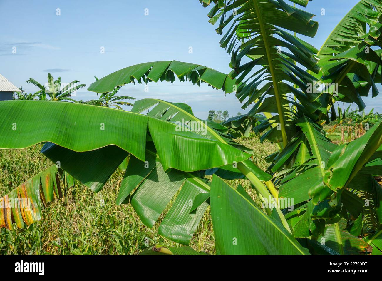 banana tree with fresh green leaves Stock Photo - Alamy