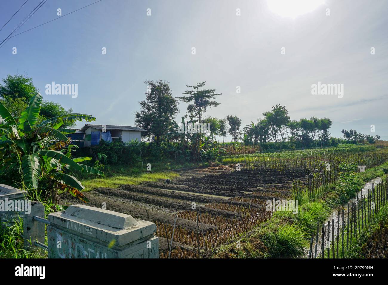 Photo of a view of rice fields side by side with vegetable gardens and ...