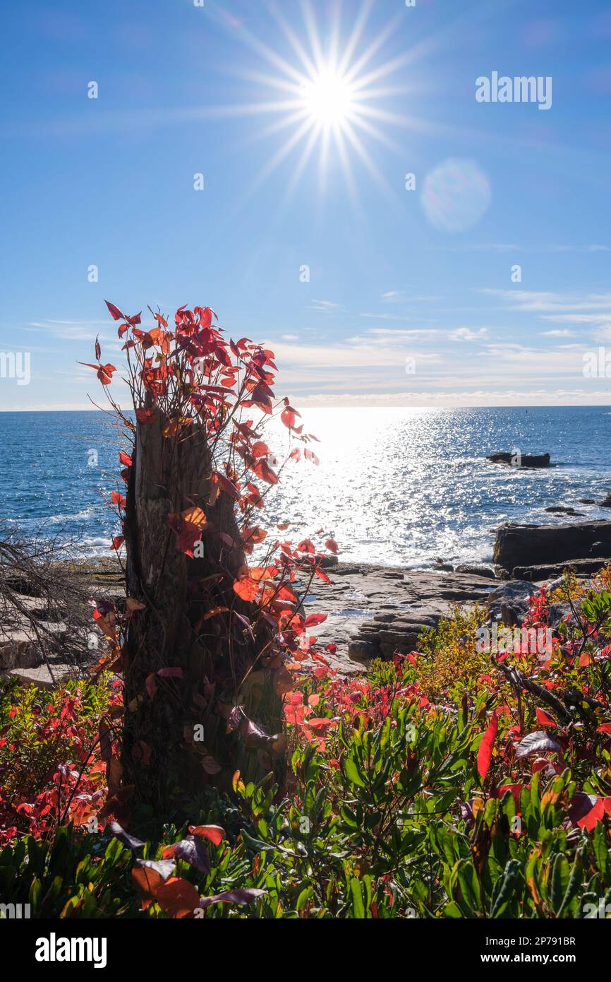 Acadia wildflowers hi-res stock photography and images - Alamy