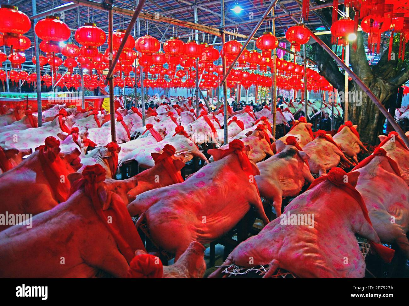 Villagers display big pigs during the traditional big pig contest at ...