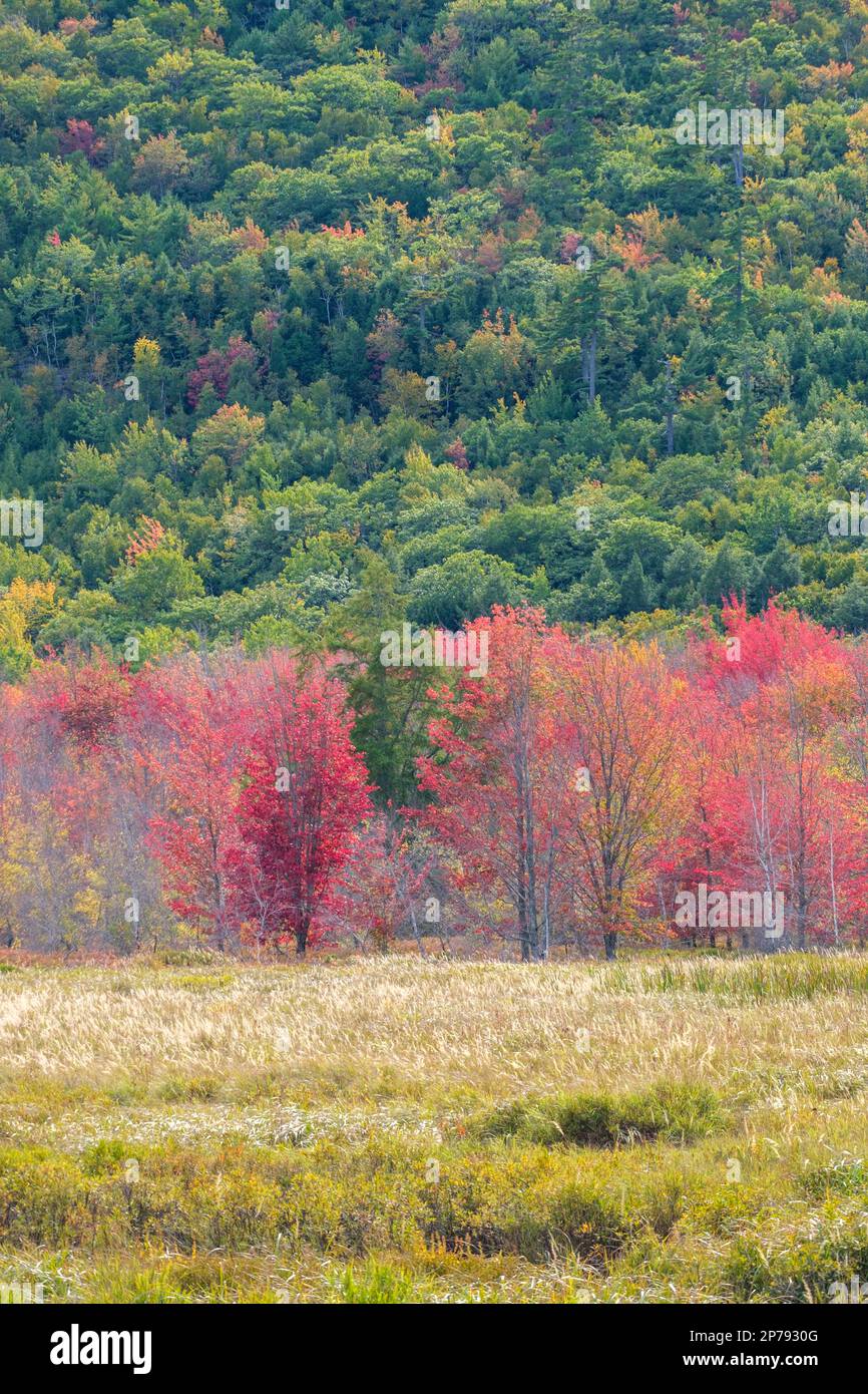 A line of colorful trees with fall foliage in Acadia National park ...