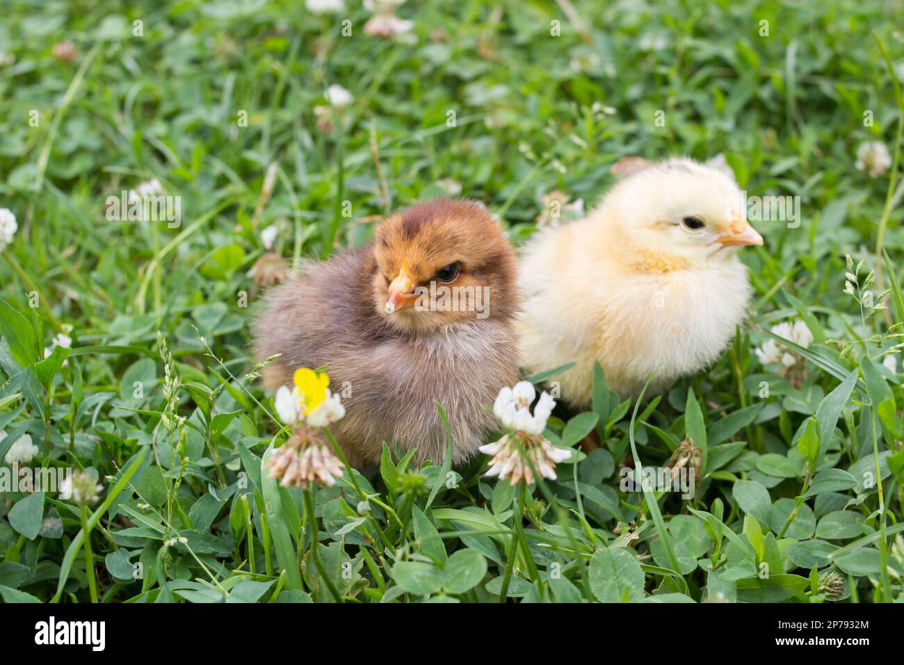 Chicken grass hi-res stock photography and images - Alamy