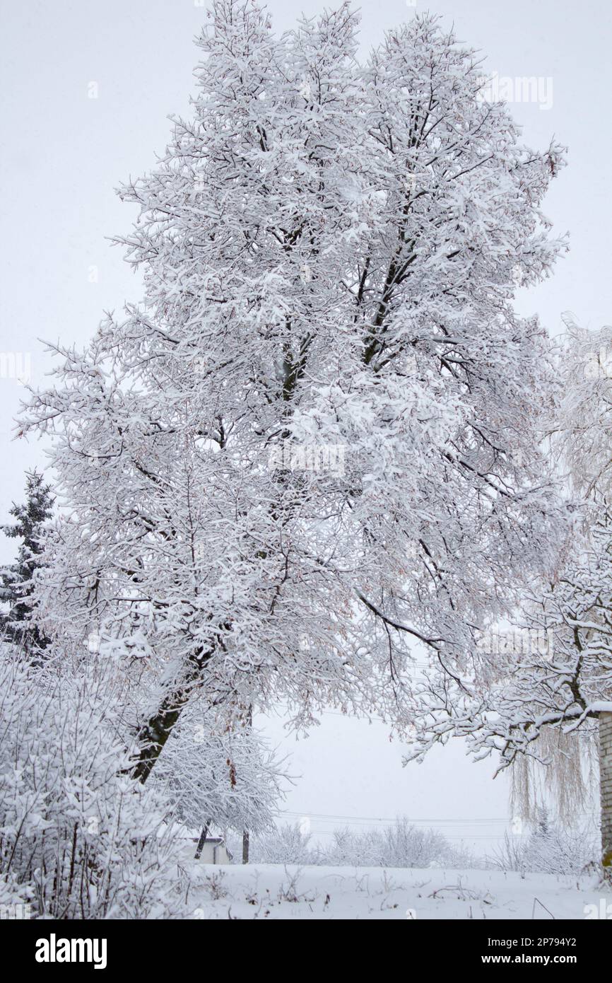 Maple tree in winter hi-res stock photography and images - Alamy
