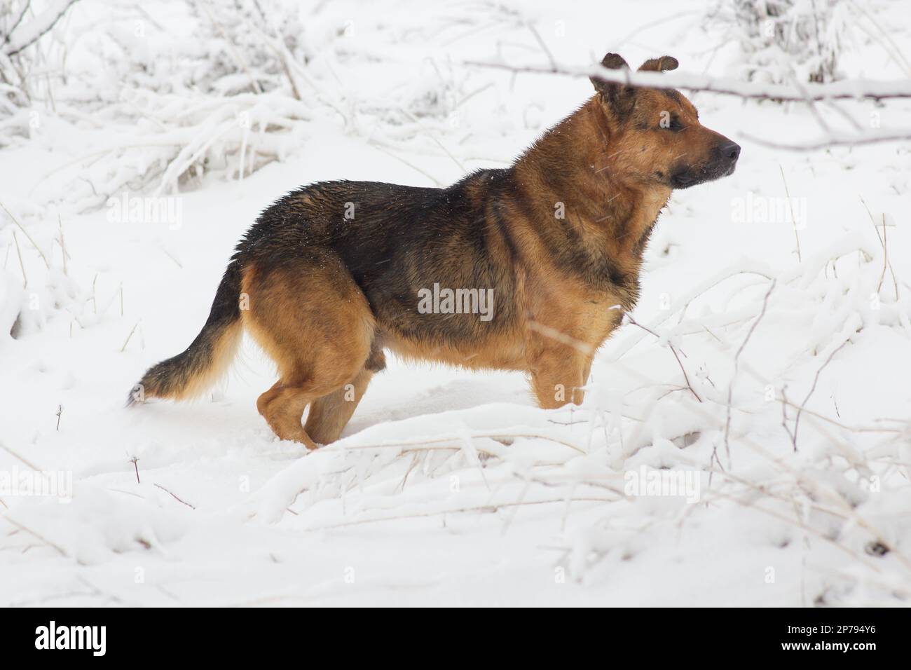 German weather in winter hi-res stock photography and images - Alamy