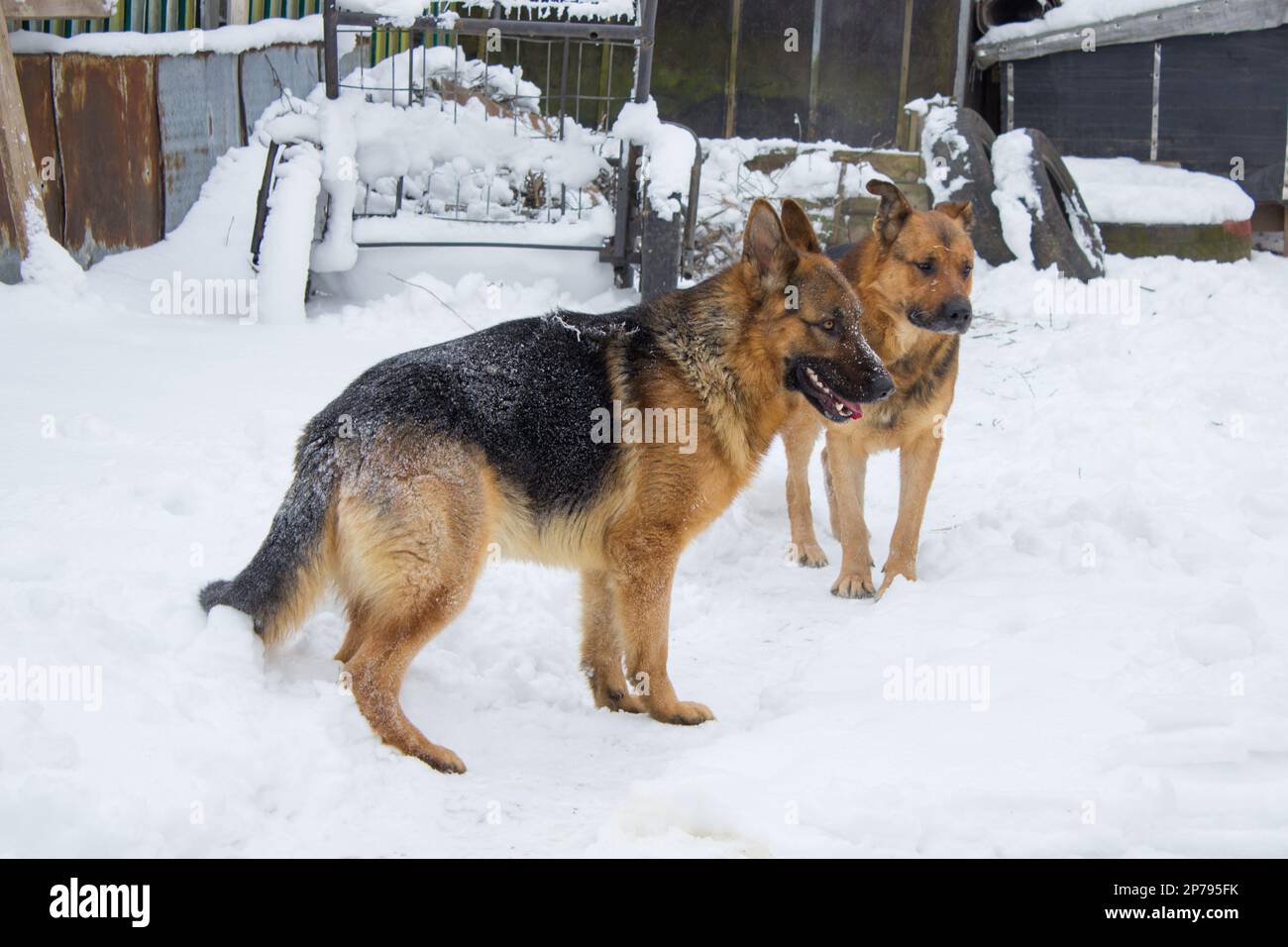 Dog mating hi-res stock photography and images - Alamy