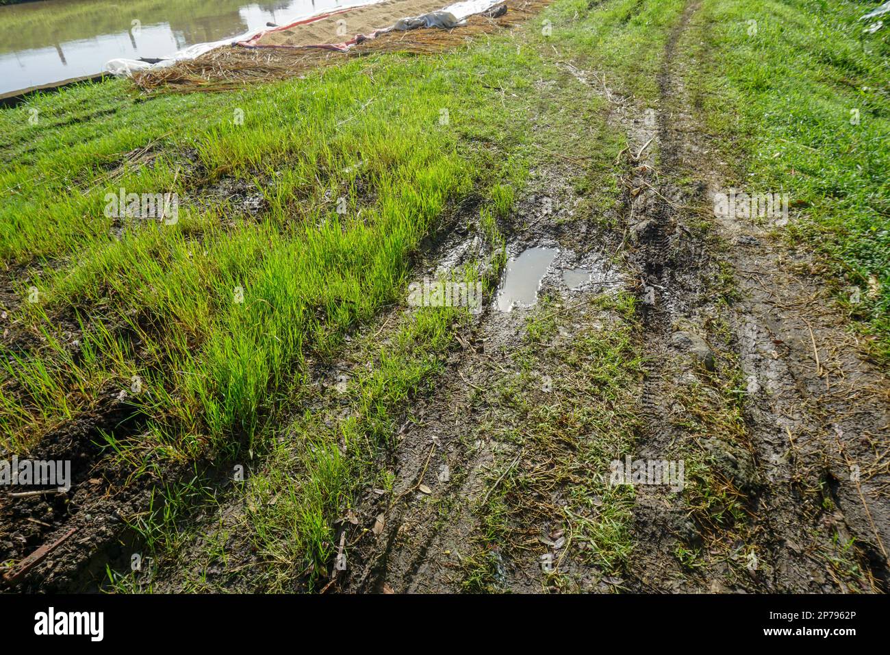 muddy wet land overgrown with wild grass Stock Photo - Alamy