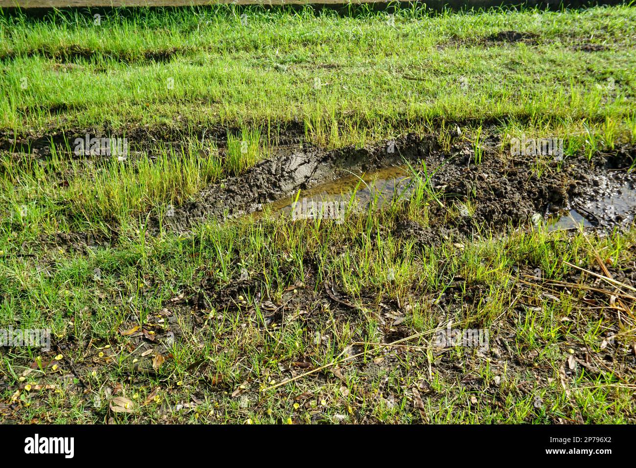 muddy wet land overgrown with wild grass Stock Photo - Alamy