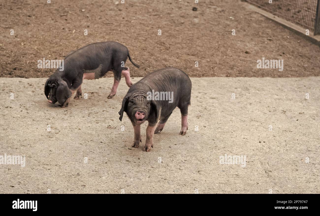 Black domestic Meishan pigs hogs at hog-pen Stock Photo - Alamy