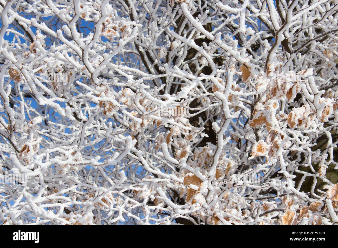 Frost tree hi-res stock photography and images - Alamy
