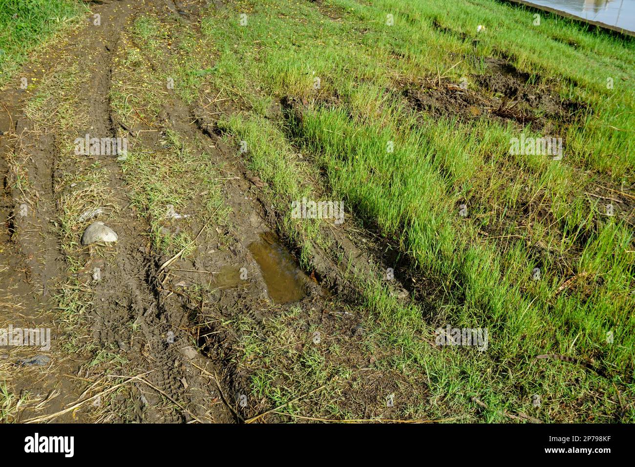 muddy wet land overgrown with wild grass Stock Photo - Alamy