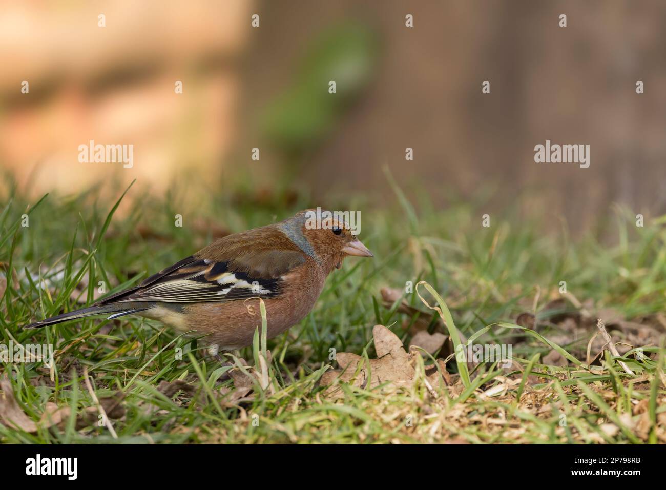 Grey patch on nape hi-res stock photography and images - Alamy