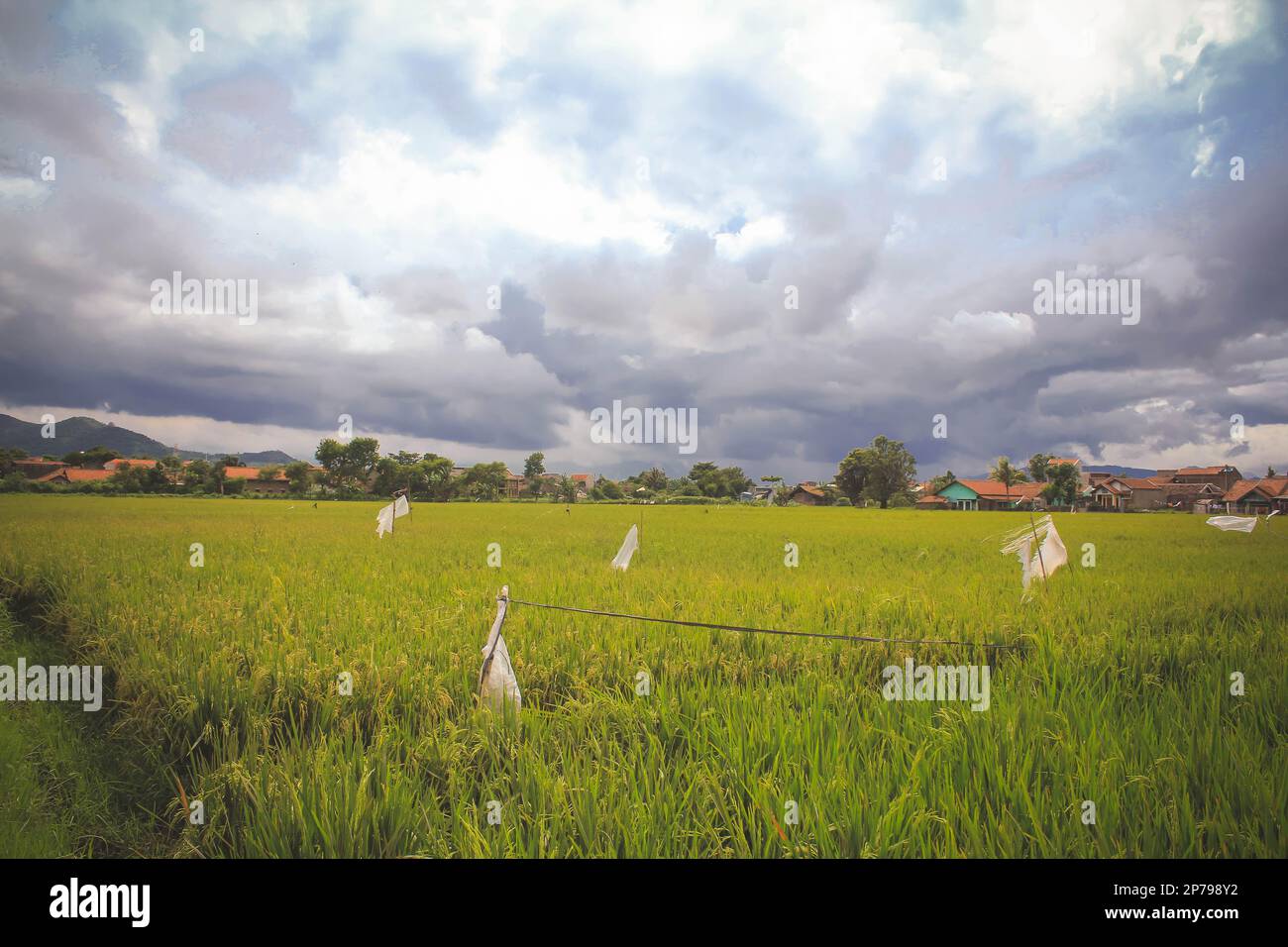 Vast rice field hi-res stock photography and images - Alamy