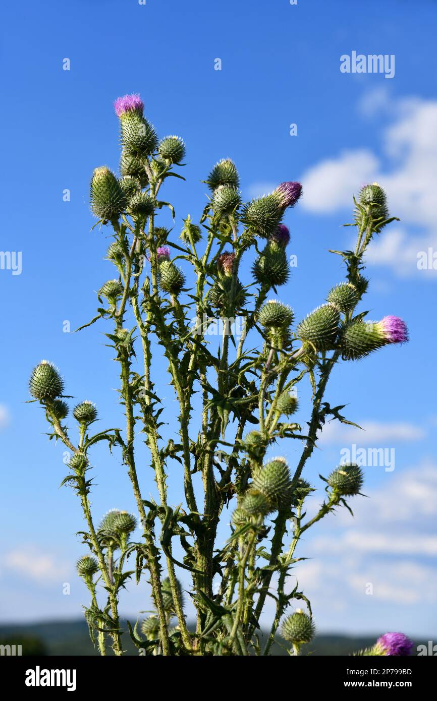 common cotton thistle in summer along way Stock Photo - Alamy