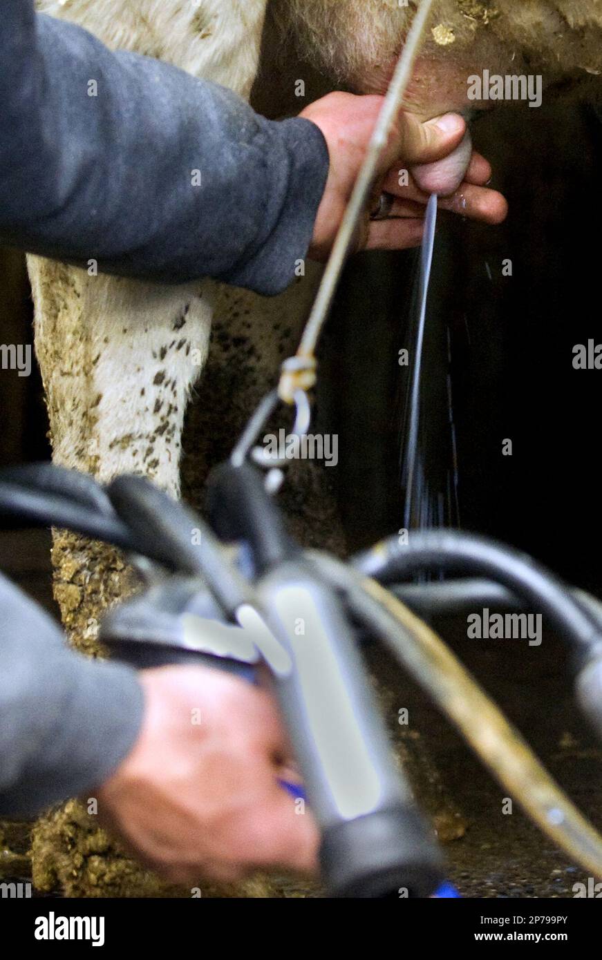 In a Jan. 18, 2011 photo, a cow produces a stream of milk before having ...