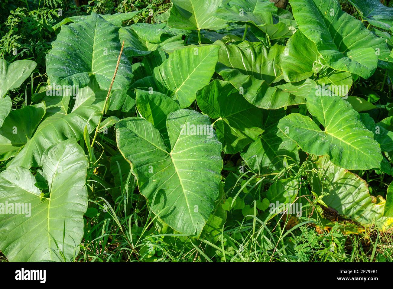 close up, high angle shot of Green taro leaf of keladi flower are wet ...