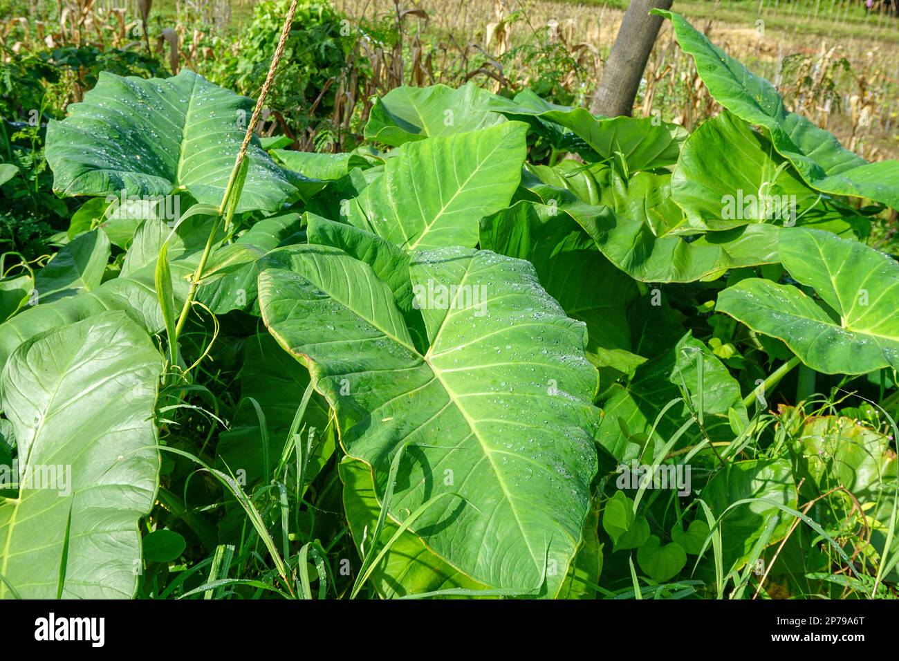 close up, high angle shot of Green taro leaf of keladi flower are wet ...