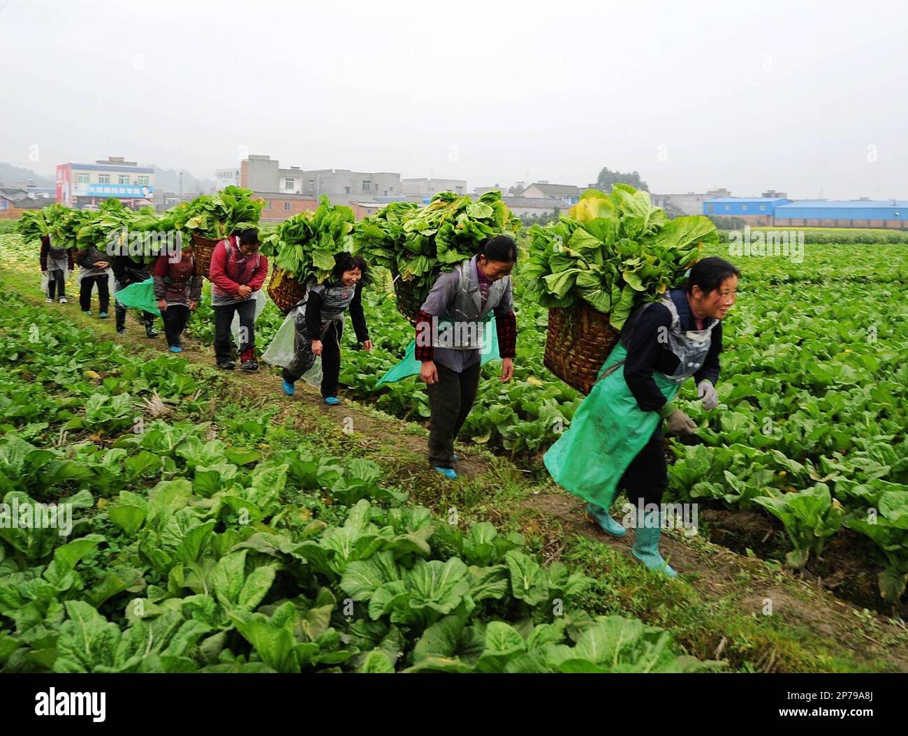 Farmers collect and deliver vegetables during the harvest time at a ...