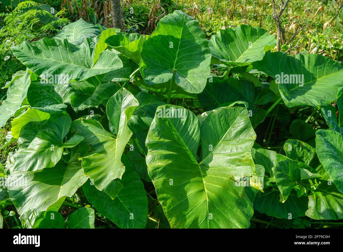 Taro leaves hi-res stock photography and images - Alamy