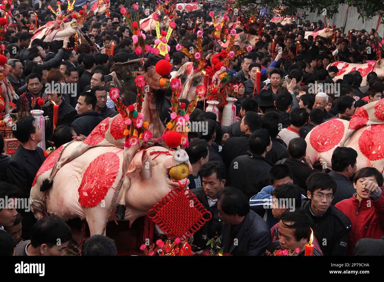 Villagers display big pigs during the traditional big pig contest at ...