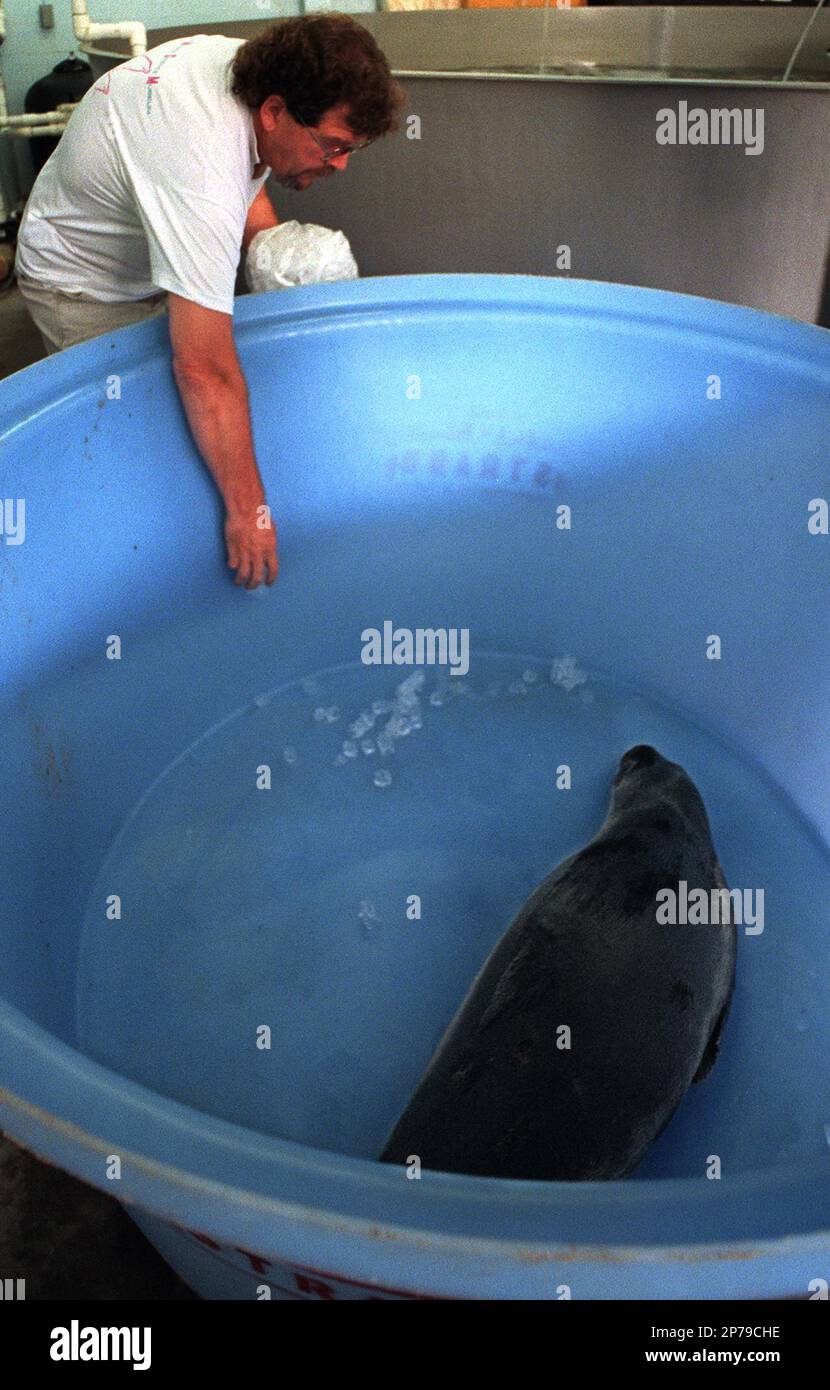 Tuesday, Sept. 7, 1999. The Virginia marine Science Museum Stranding ...