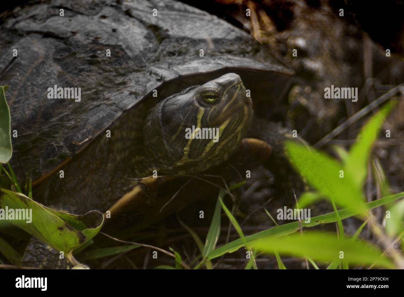 Story to deal with the possible development around the Stumpy Lake by ...