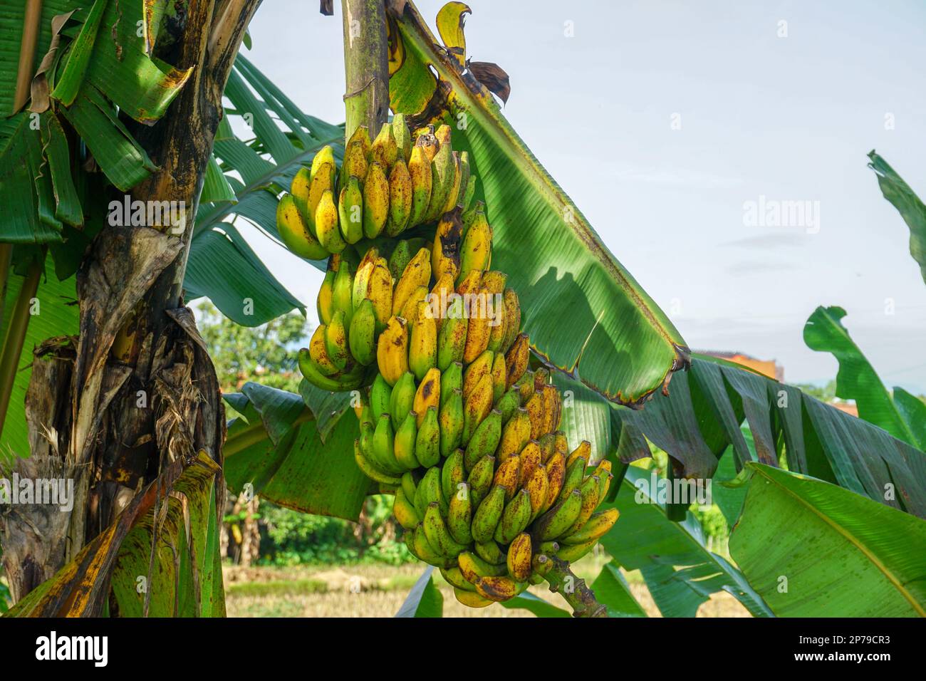 Bananas that are not yet fully ripe are still hanging from the tree ...