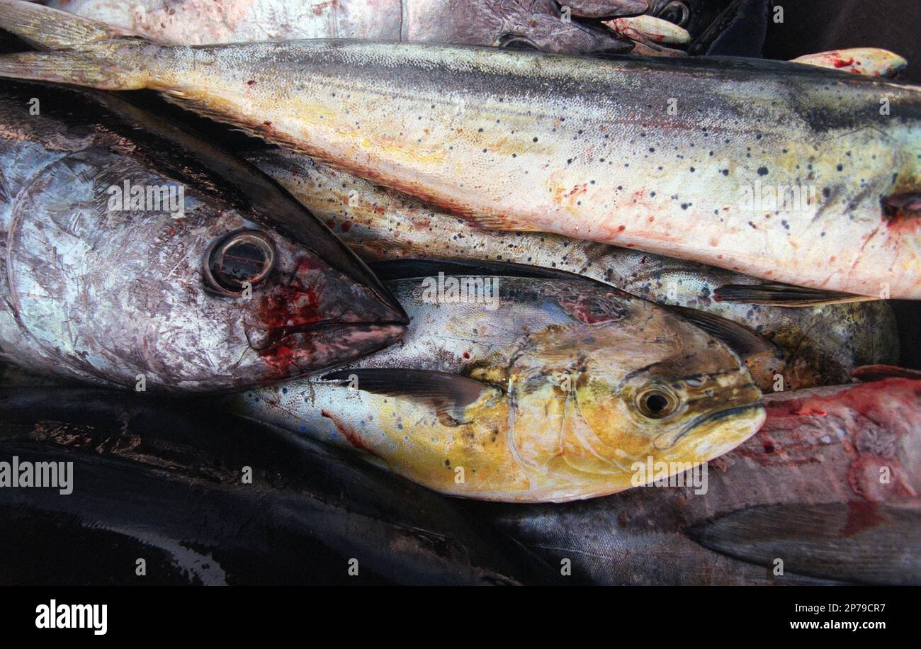 Dolphin and tuna caught offshore.(AP Photo/Virginian-Pilot, MARK P ...