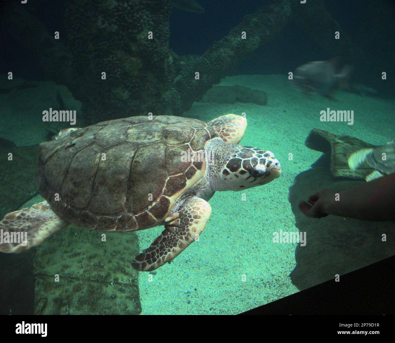Sea Turtle at Marine Science Museum in Virginia Beach. 26 Aug 98. (AP ...
