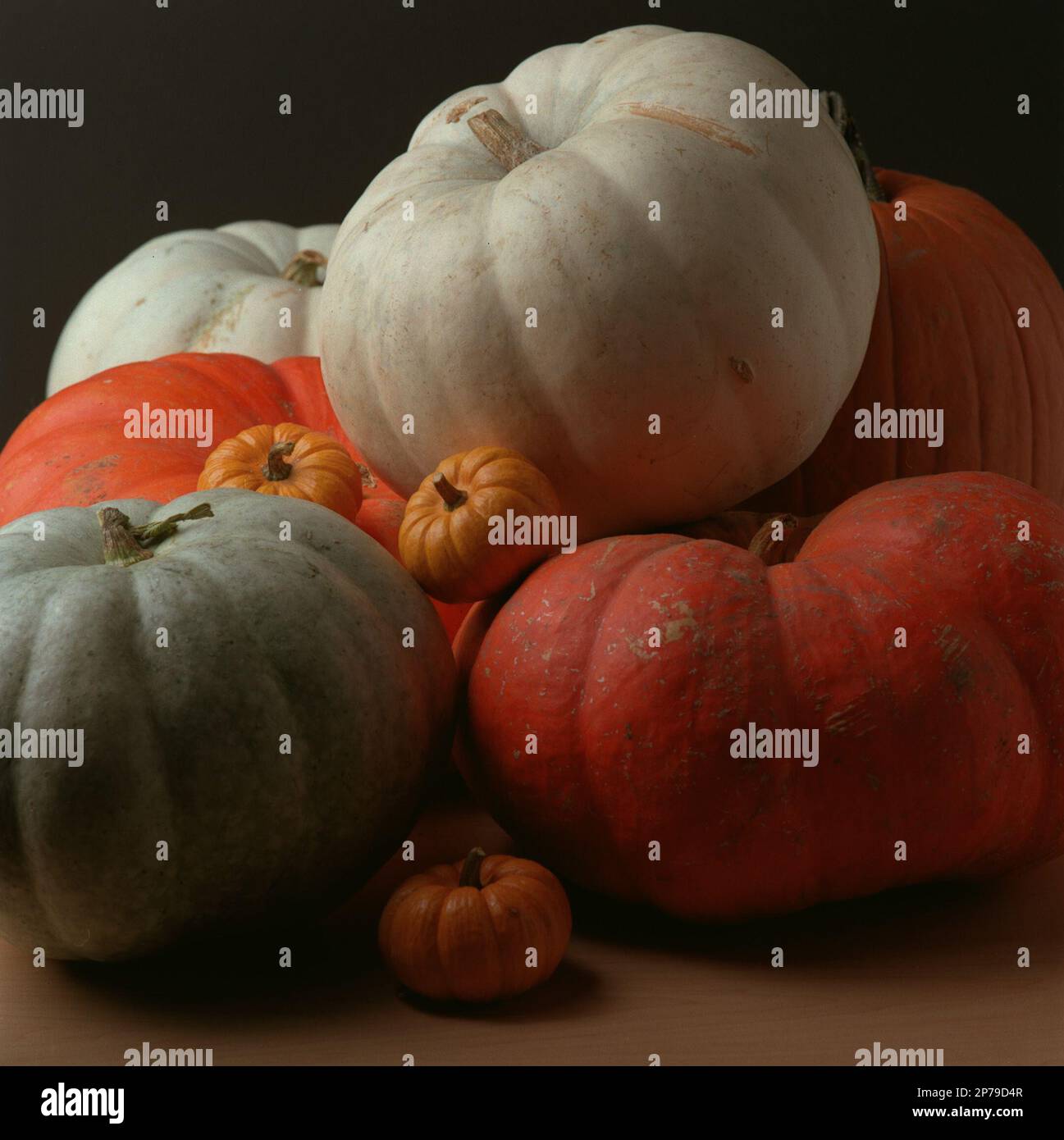 Still life of unusual varieties of pumpkins, shot in studio for late ...