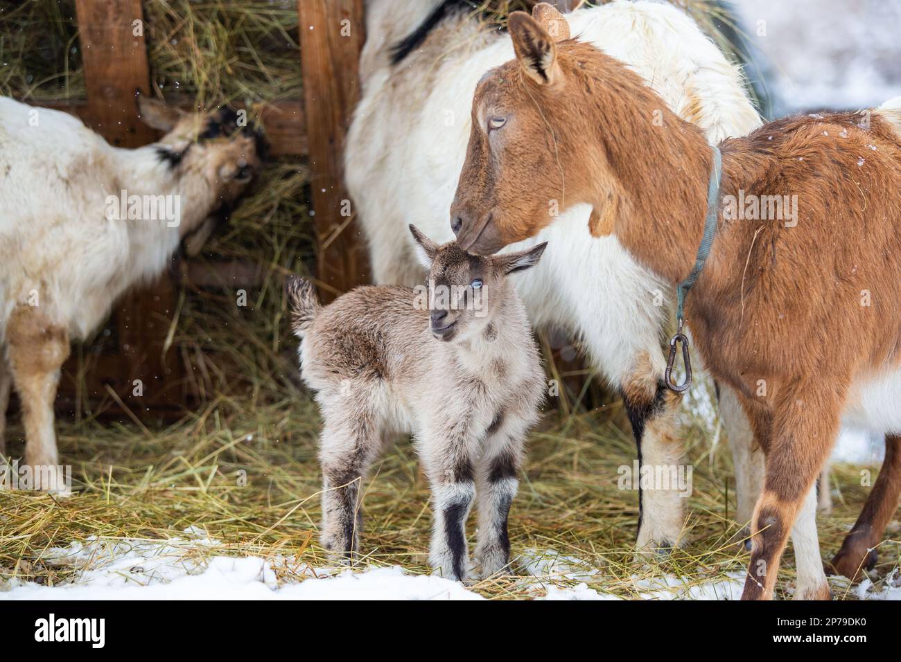 An idyllic pastoral setting featuring a herd of goats grazing in a ...