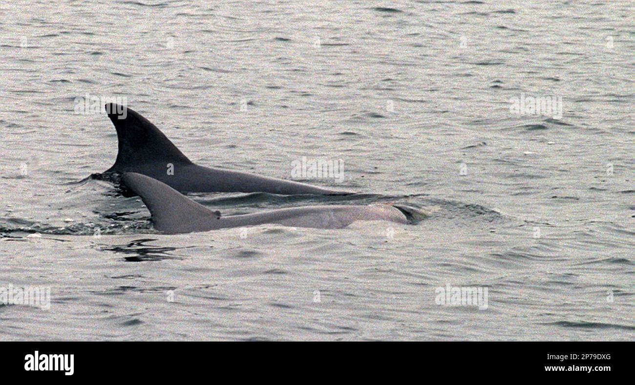 A female dolphin and her calf swim together in Linkhorn Bay in Va ...