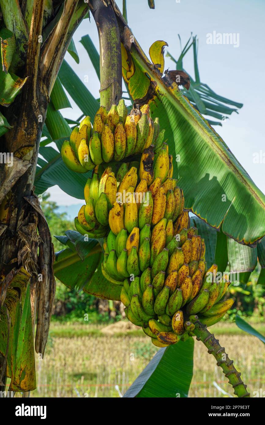 Bananas that are not yet fully ripe are still hanging from the tree ...