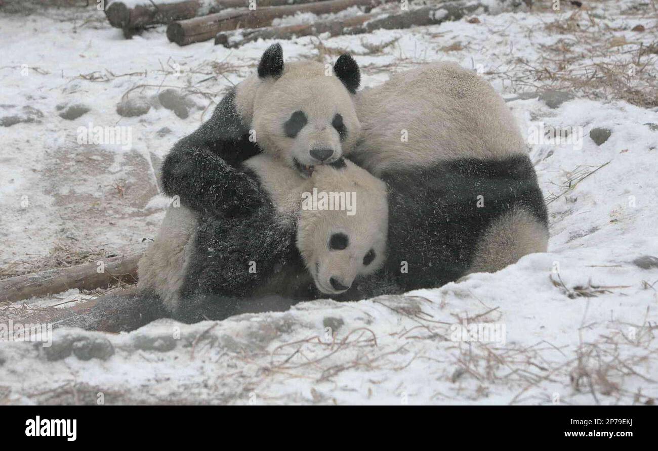 Pandas play with snow at the Beijing Zoo in Beijing, China on Thursday ...