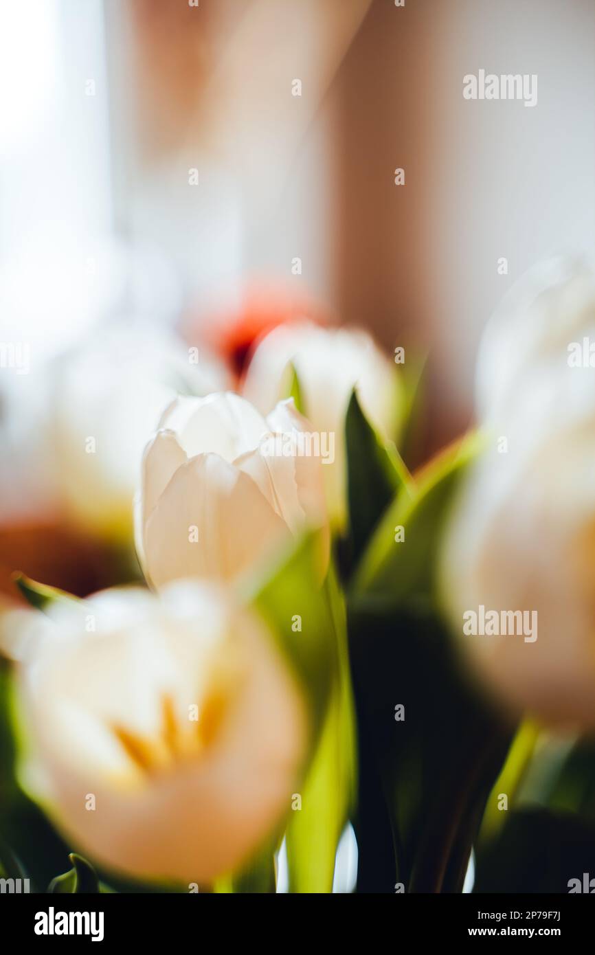 Spring flowers with a bokeh Stock Photo - Alamy