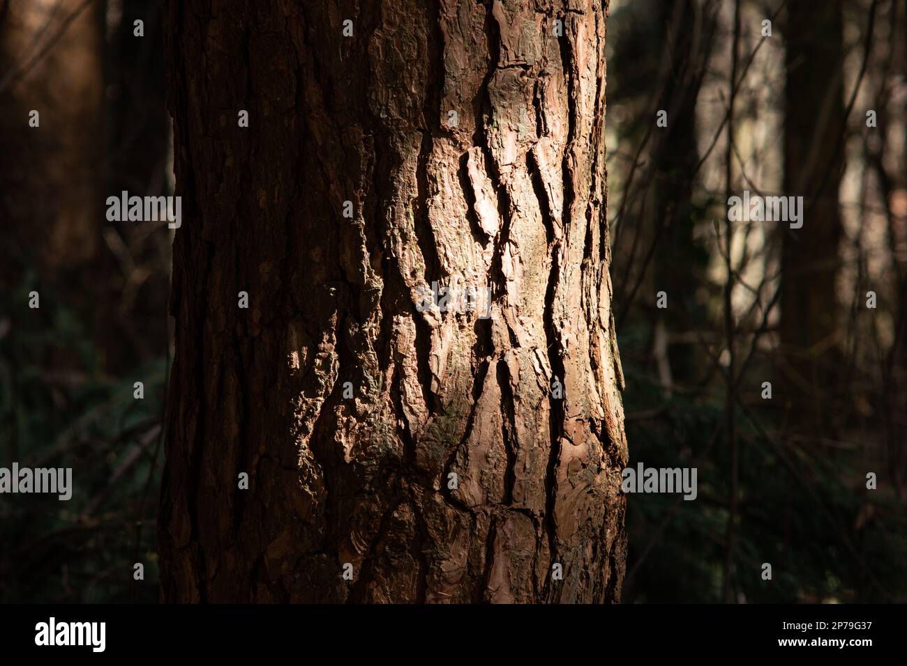 Oak tree trunk portrait in the forest sun light ray low ke Stock Photo ...